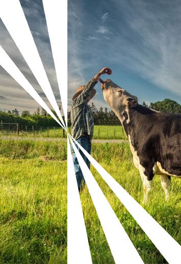 Nziff22 When The Cows Come Home - Rialto Cinemas